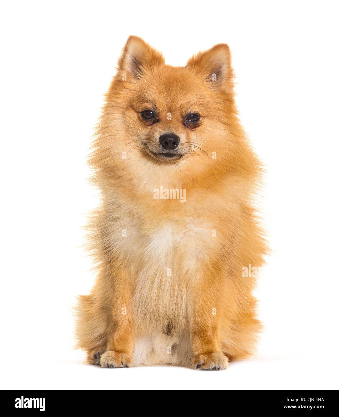 Spitz dog, sitting and looking at the camera, isolated on white Stock ...