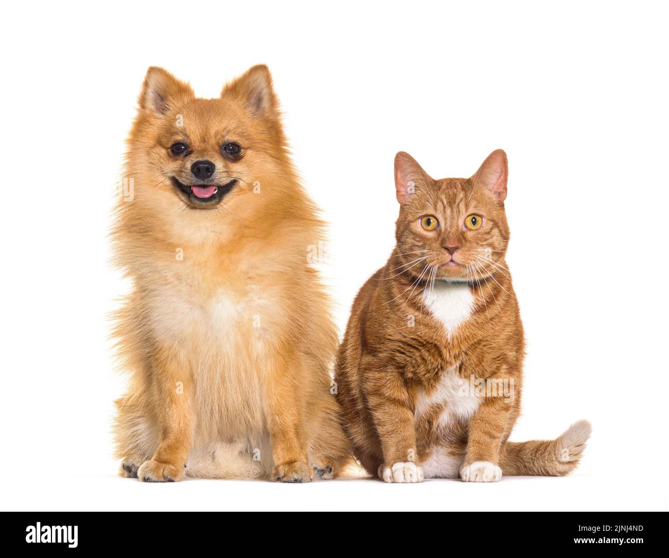 Dog And Cat Mixed Together