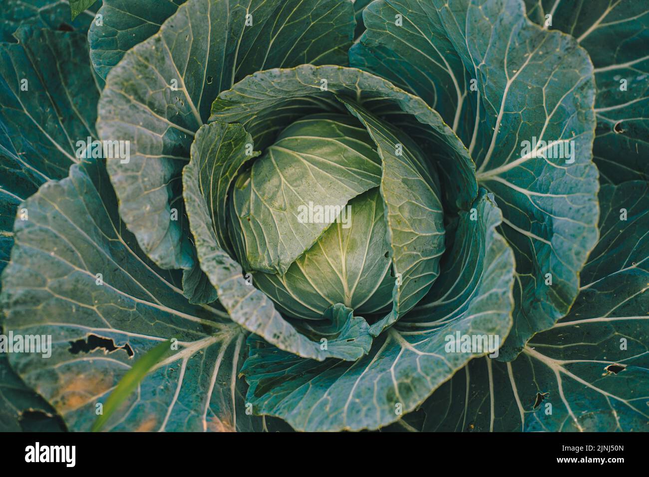 Green fresh cabbage growing in farm vegetable food Stock Photo - Alamy