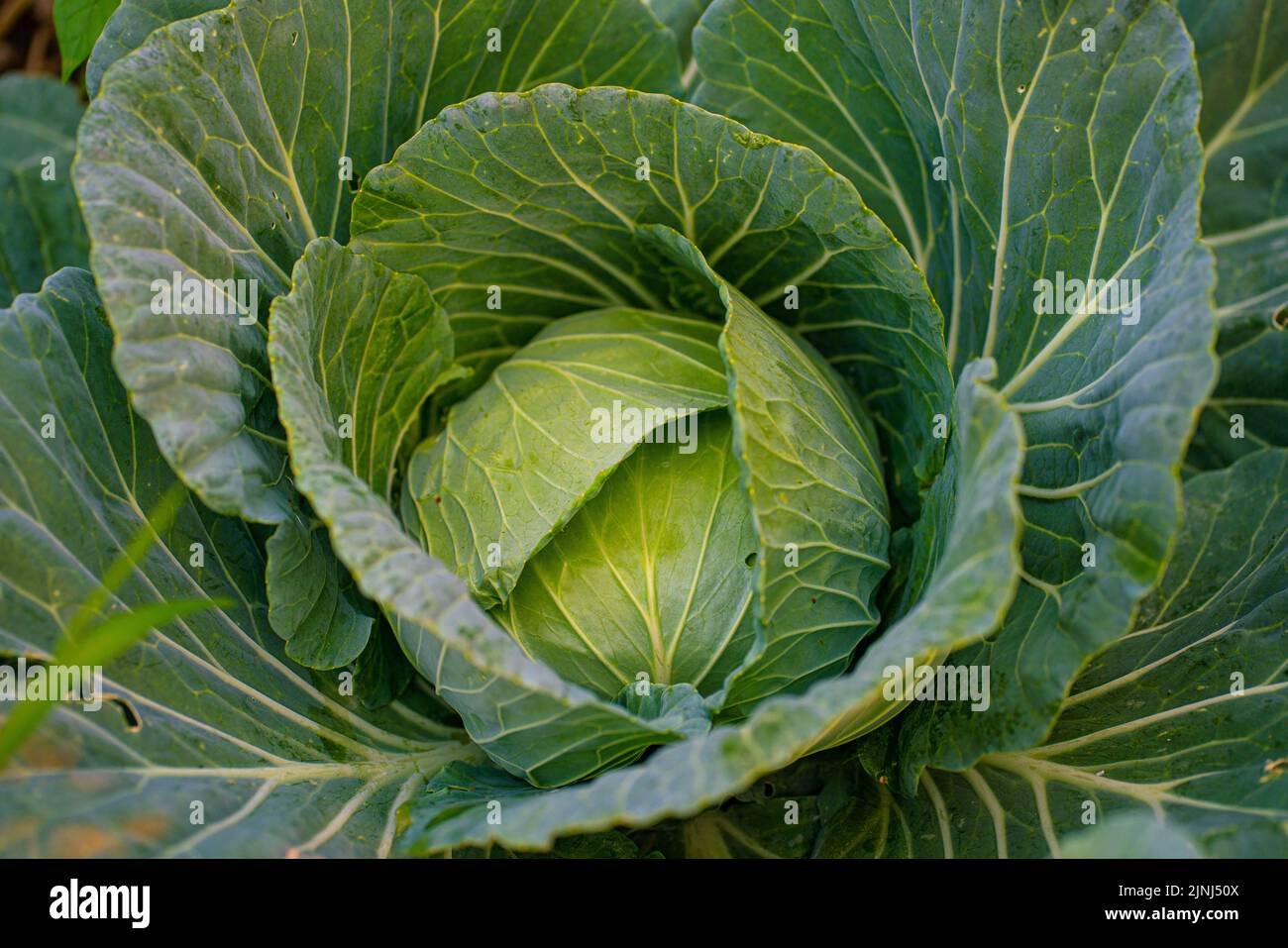 Green fresh cabbage growing in farm vegetable food Stock Photo - Alamy