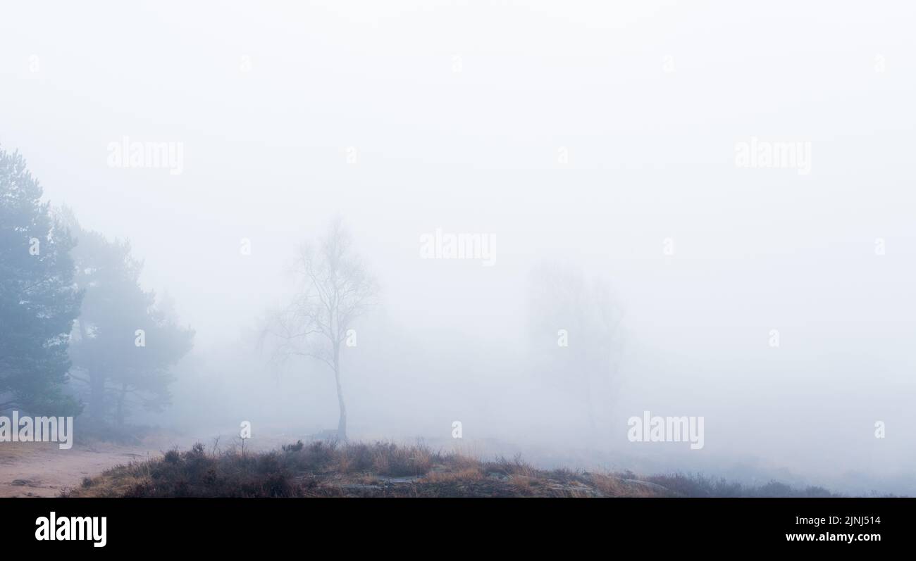 A heavy mist over the forest Stock Photo - Alamy