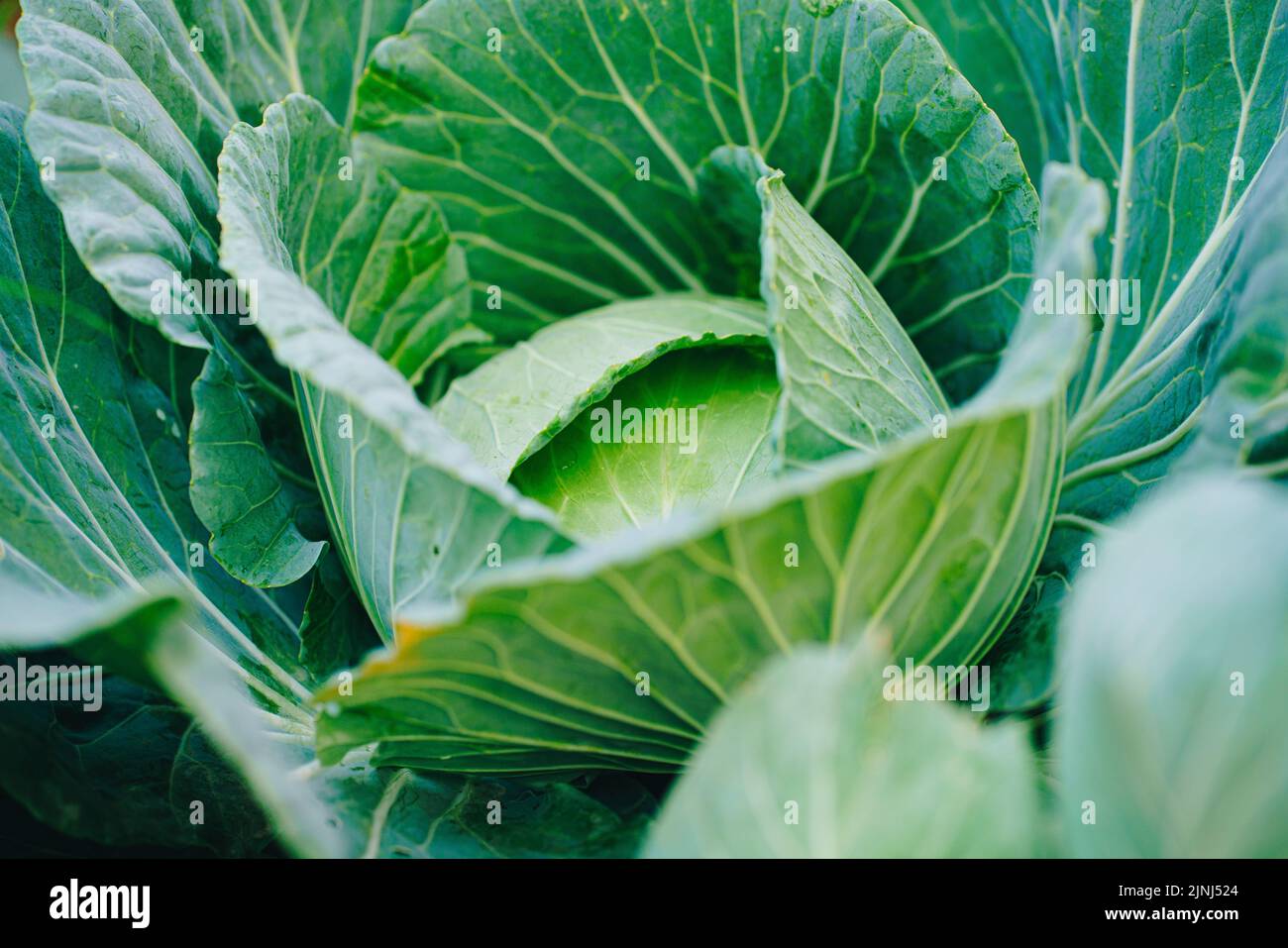 Green fresh cabbage growing in farm vegetable food Stock Photo - Alamy