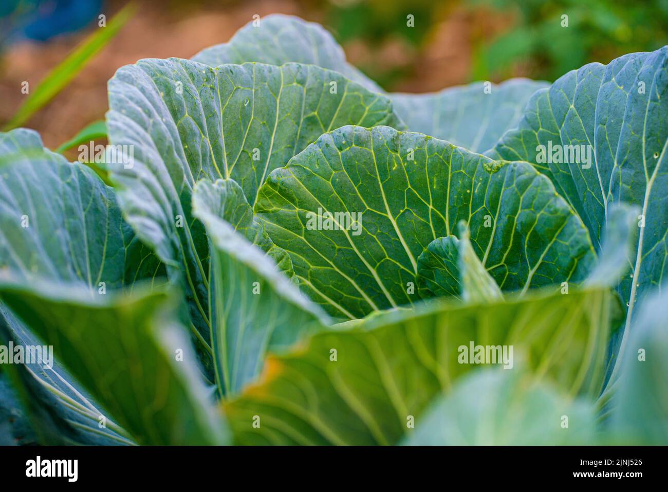 Green fresh cabbage growing in farm vegetable food Stock Photo - Alamy