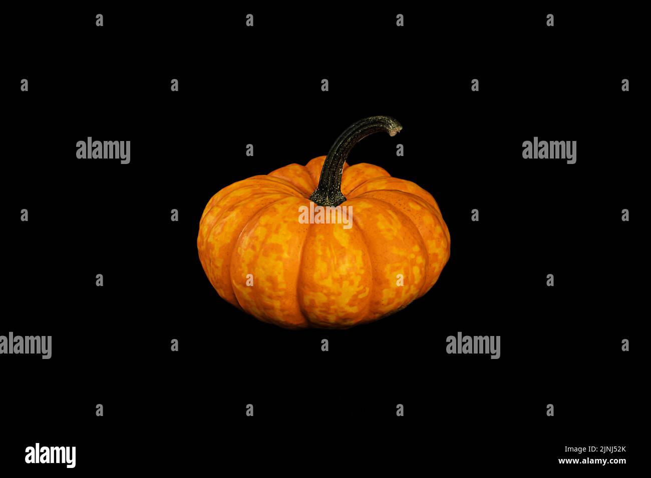 Isolated decorative small pumpkins of different varieties on a black ...