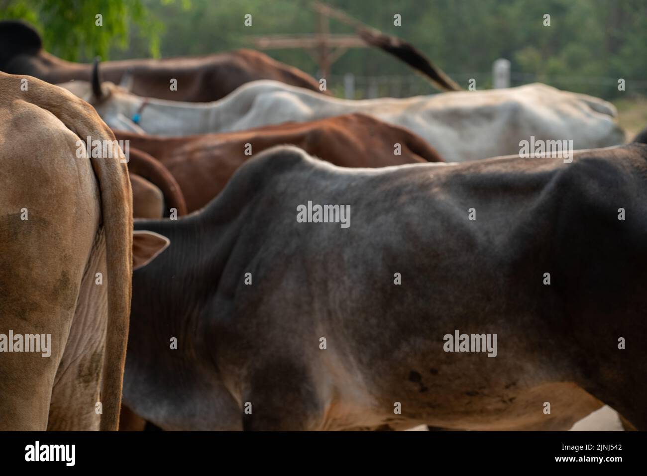 Meat cow group walking on rural road castle industry Stock Photo - Alamy