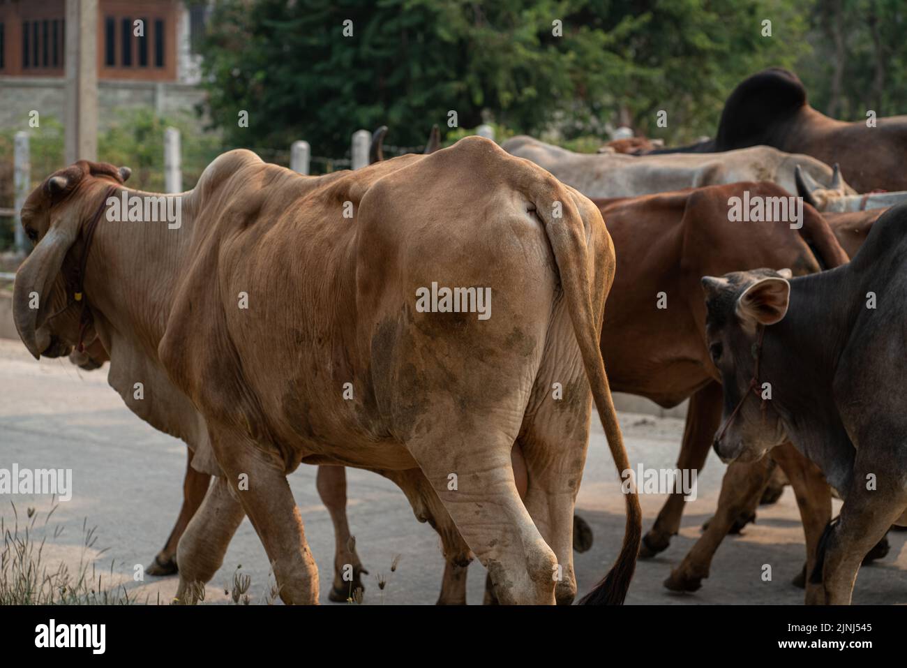 Meat cow group walking on rural road castle industry Stock Photo - Alamy