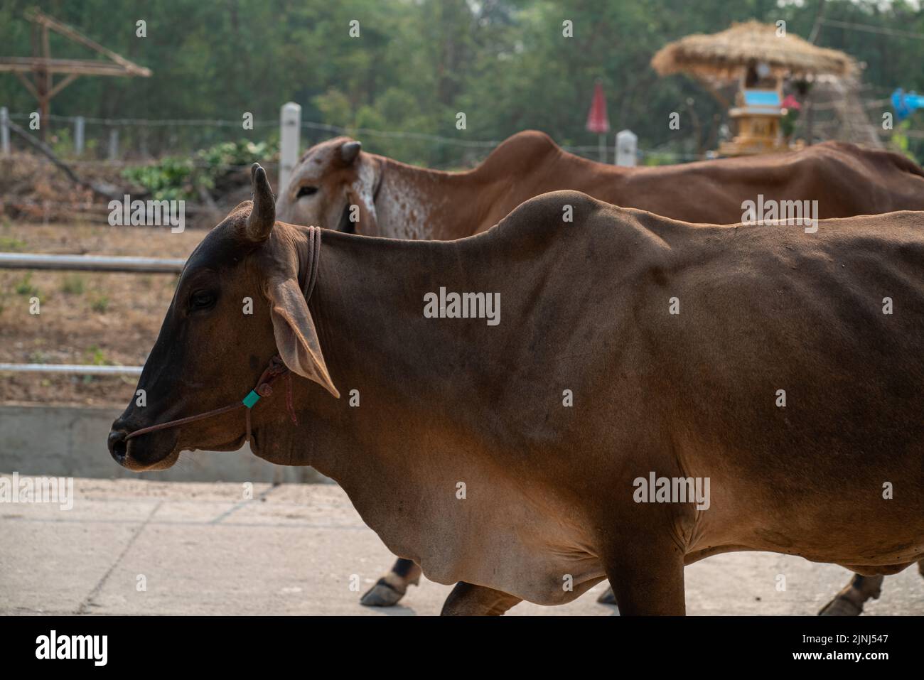 Meat cow group walking on rural road castle industry Stock Photo - Alamy
