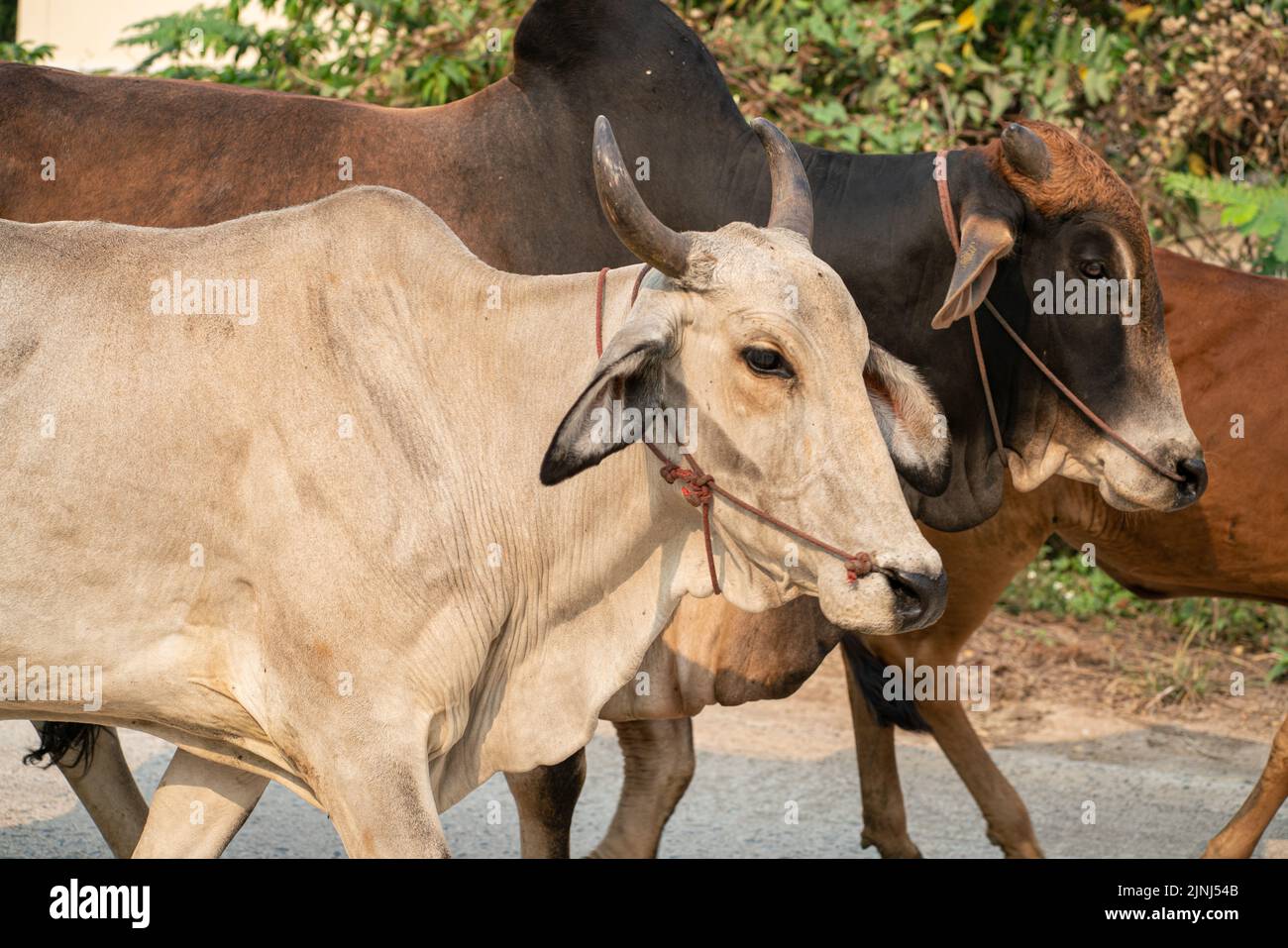Meat cow group walking on rural road castle industry Stock Photo - Alamy