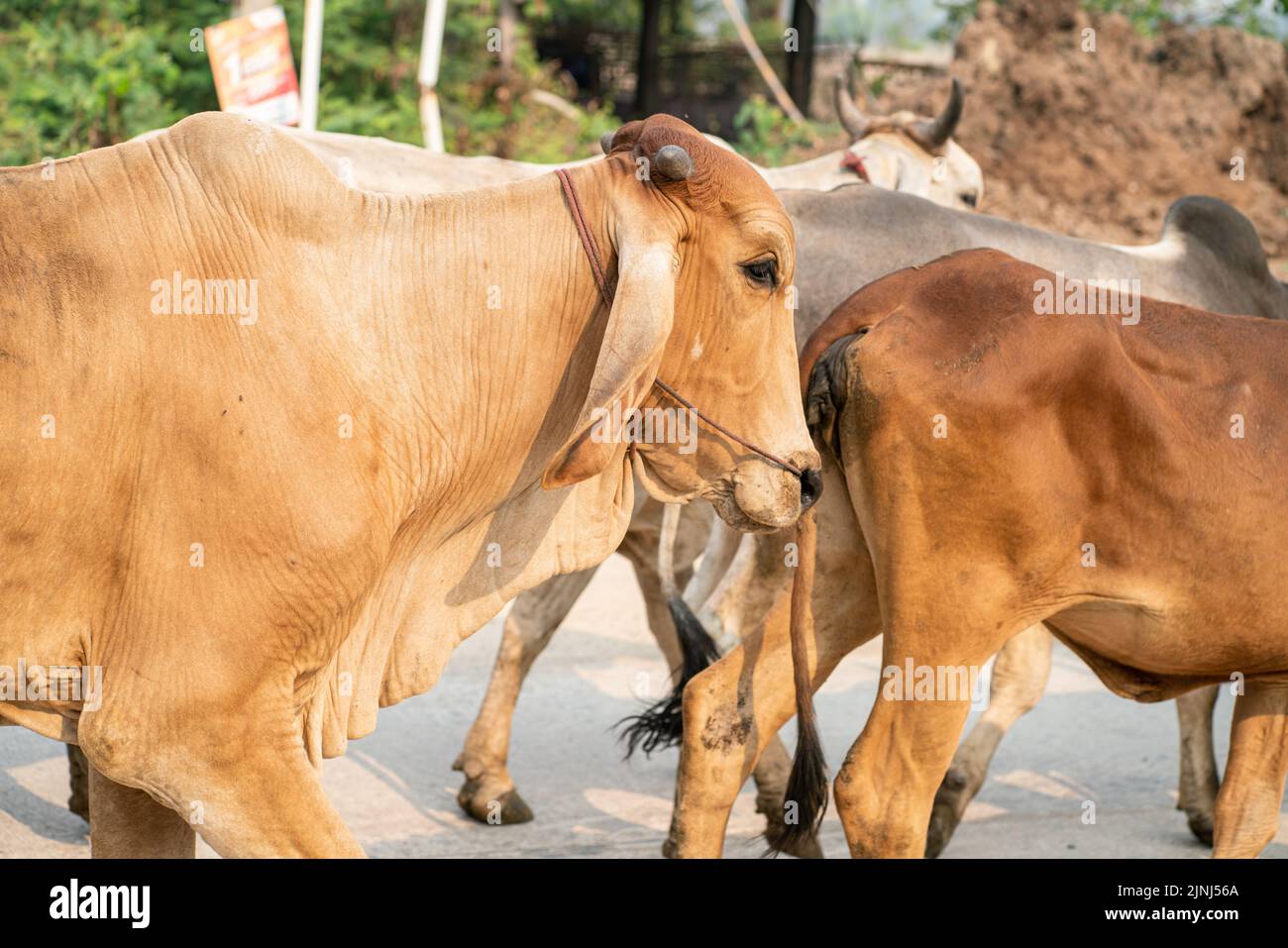 Meat cow group walking on rural road castle industry Stock Photo - Alamy