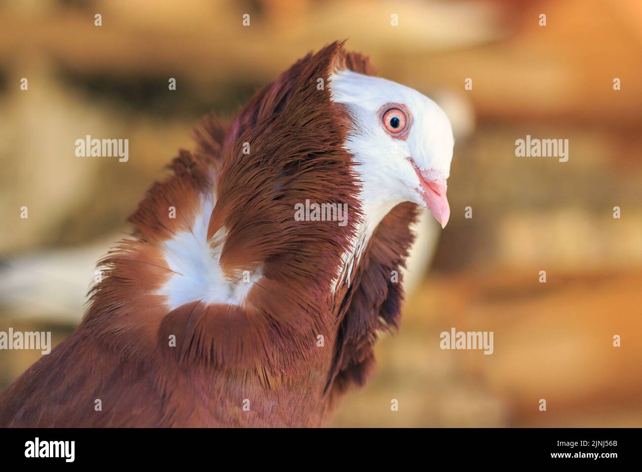 Capuchin Red Pigeon - rare breed dove Stock Photo - Alamy