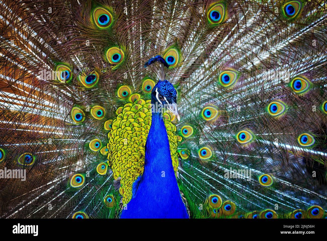 Tail horizontal hi-res stock photography and images - Alamy