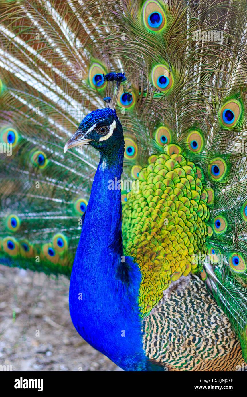 Peacock with vibrant feather tail, vertical Stock Photo - Alamy
