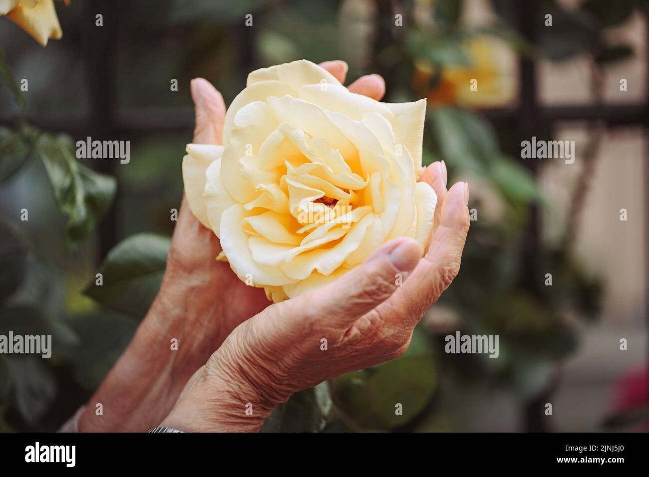 Elderly womans hands holding beautiful yellow rose Stock Photo - Alamy