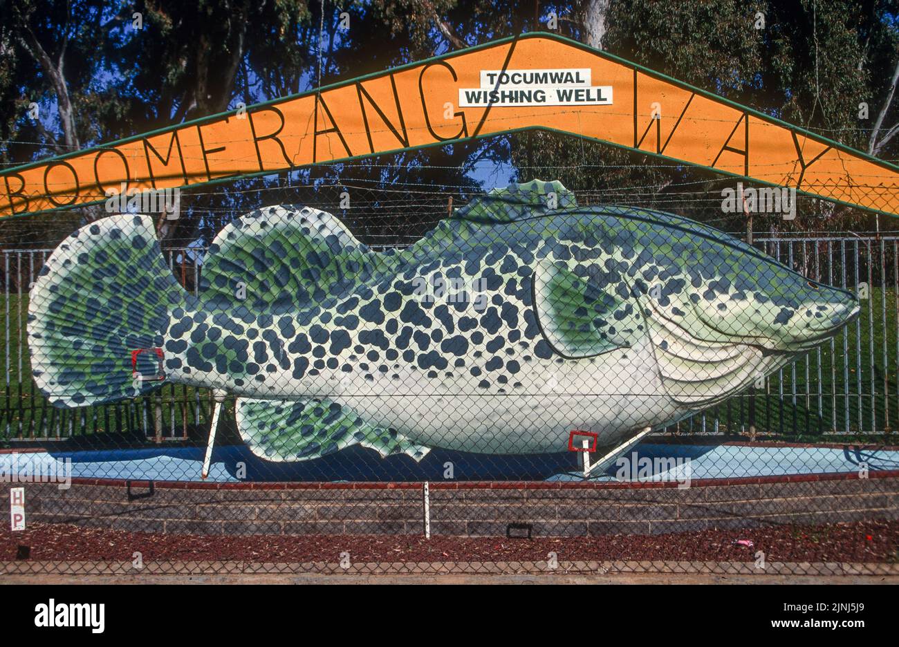 Big Murray Cod at Tocumwal on the Murray River, New South Wales ...