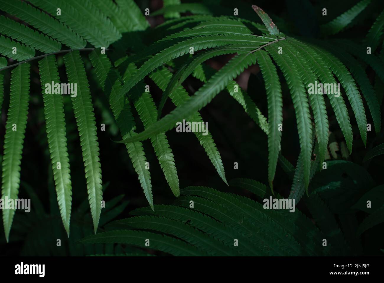Tropical green fern leaves on dark background in jungle. Perfect ...