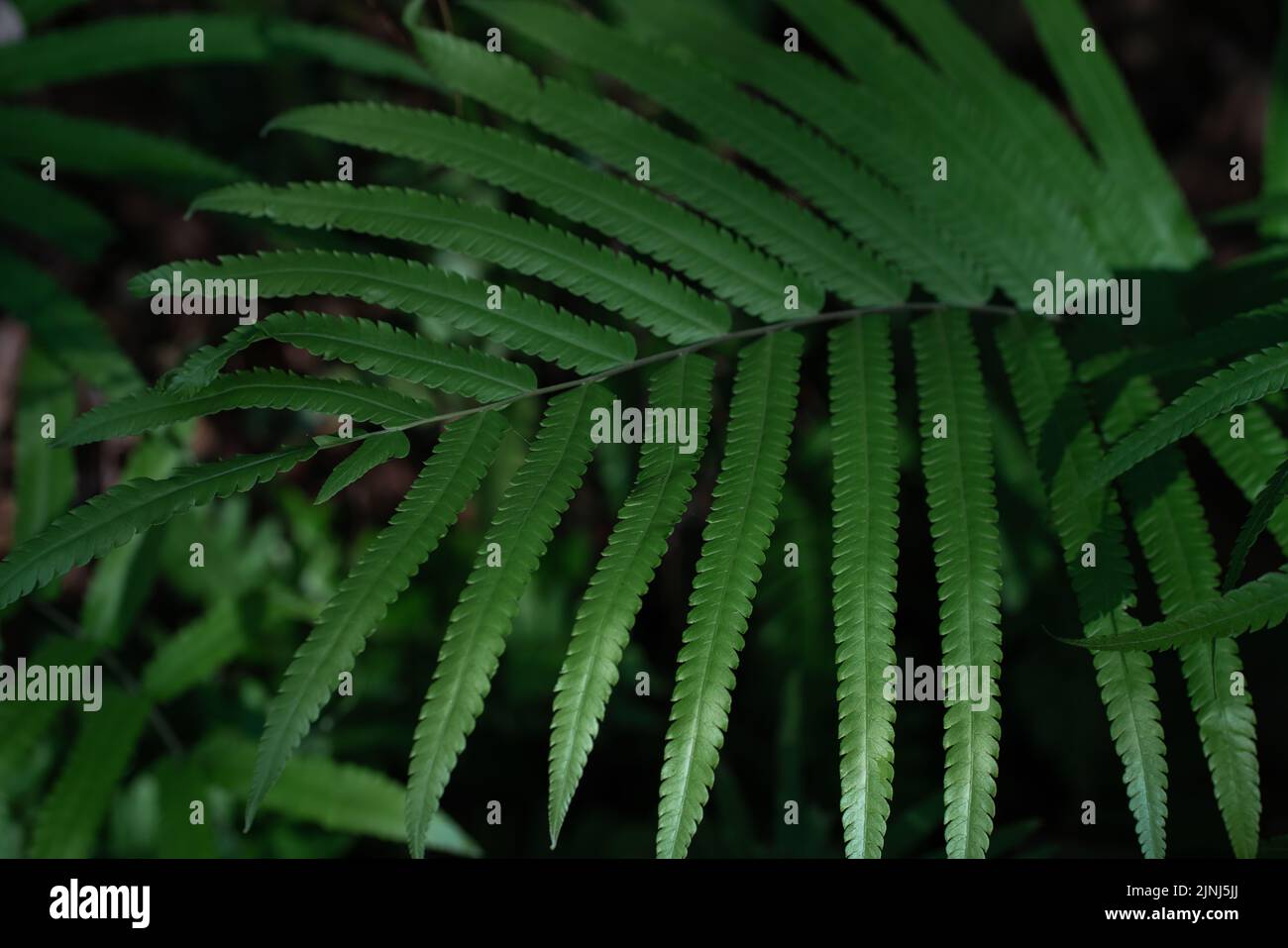 Tropical green fern leaves on dark background in jungle. Perfect ...