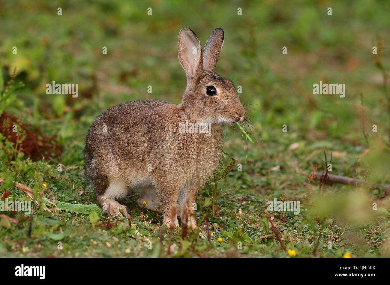 RABBIT Oryctolagus cuniculus Stock Photo - Alamy