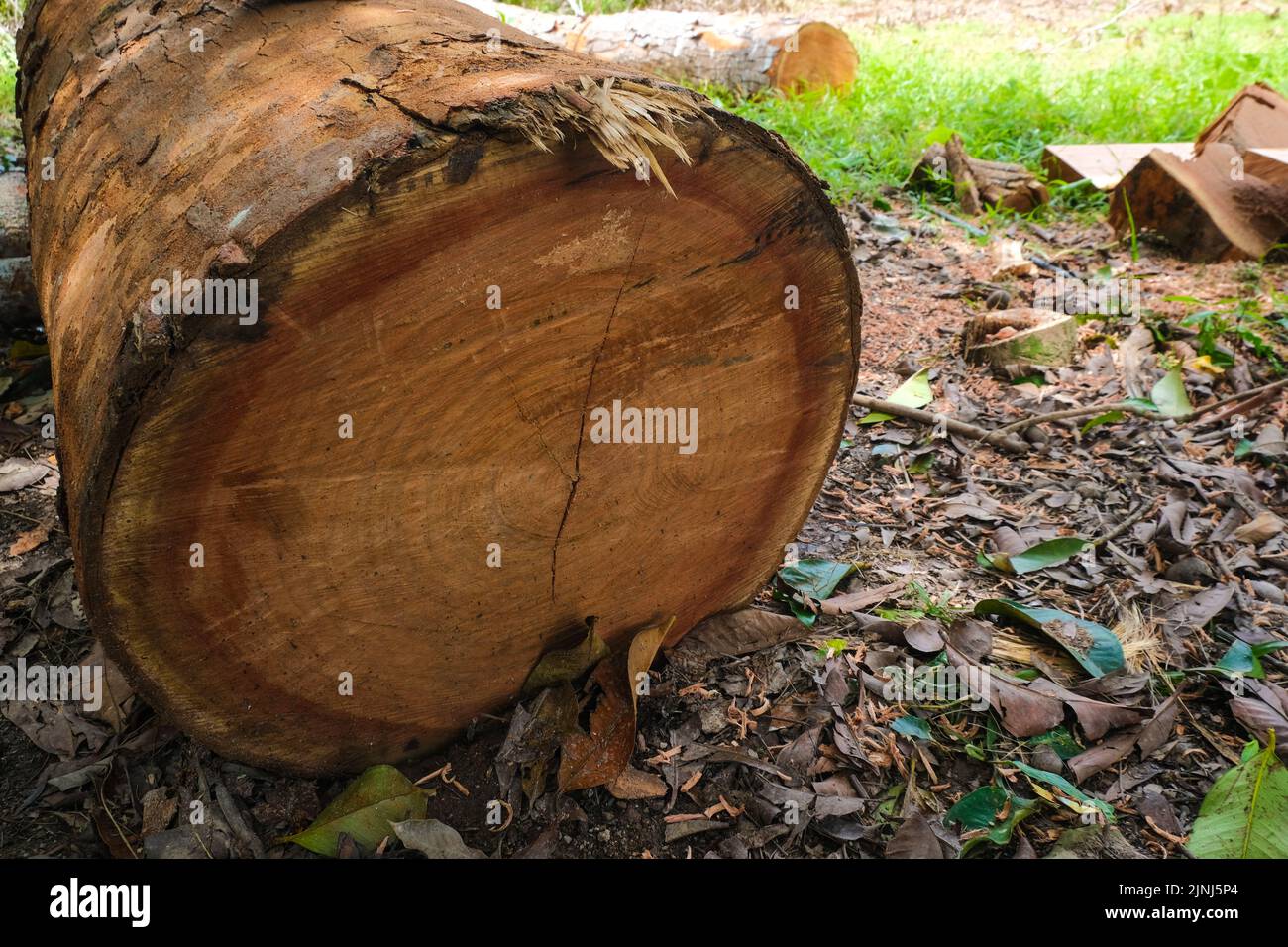 Wood cut in forest lumber industry stack on ground Stock Photo - Alamy
