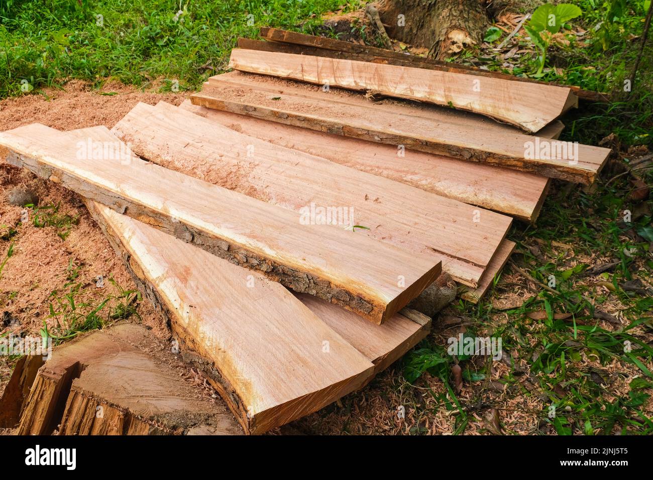 Wood cut in forest lumber industry stack on ground Stock Photo - Alamy