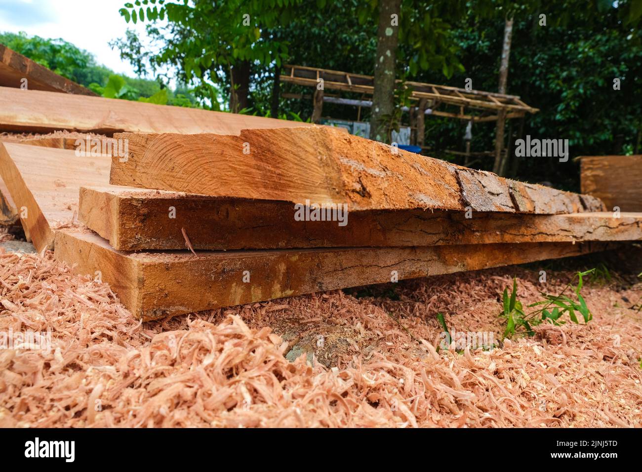 Wood cut in forest lumber industry stack on ground Stock Photo - Alamy