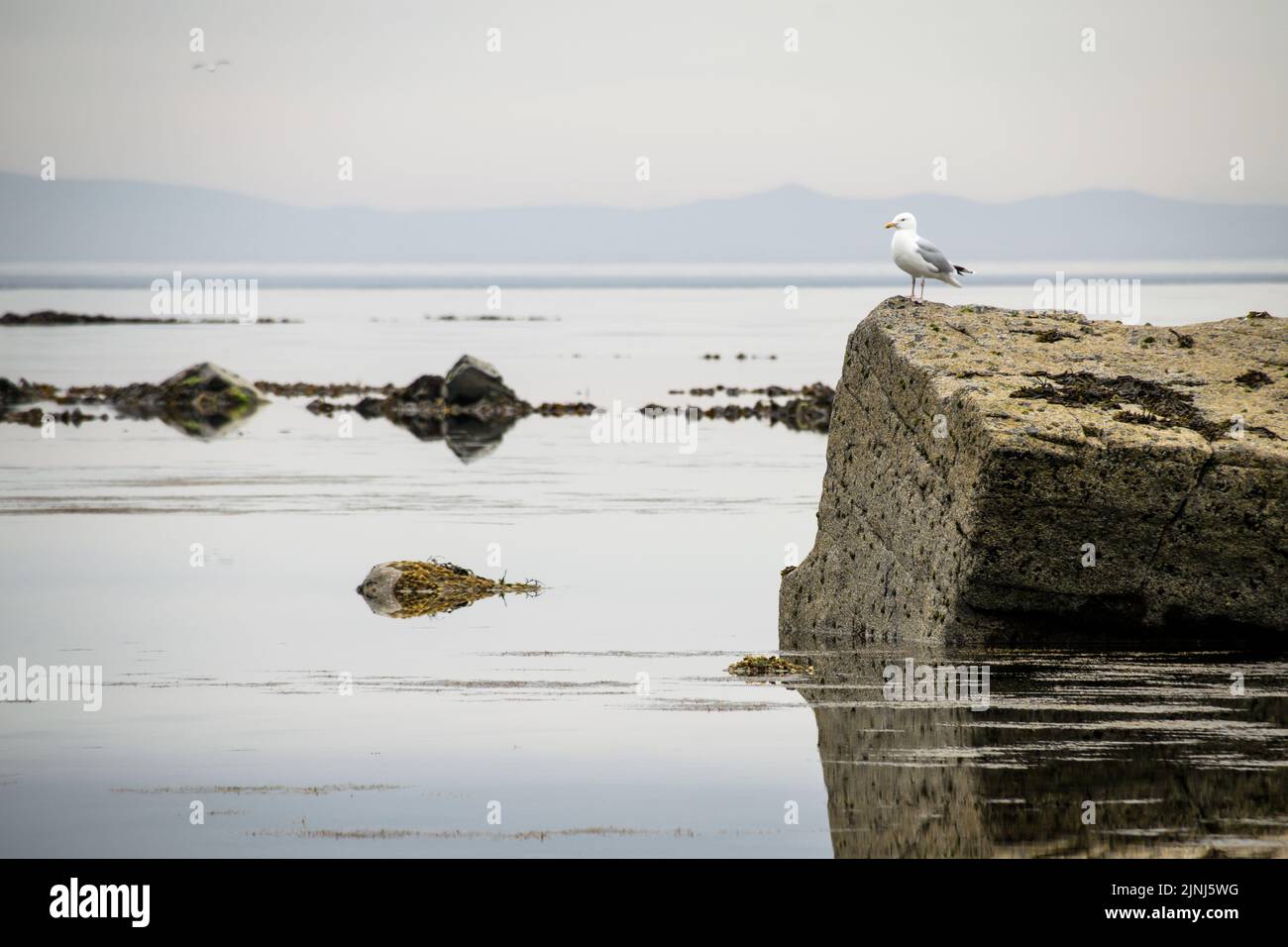 A herring gull standing on a rock surrounded by a mirror-calm sea off ...