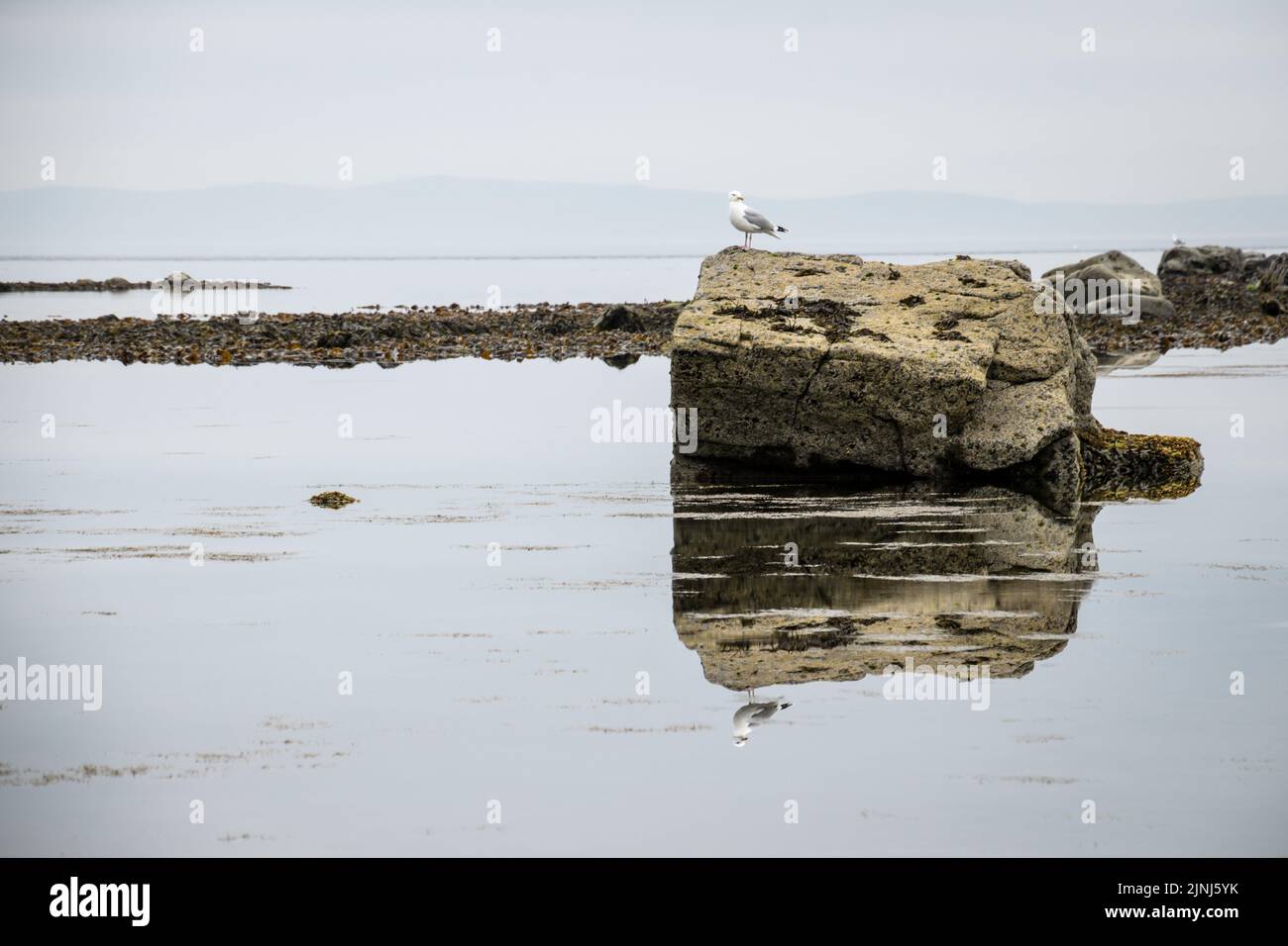 A herring gull standing on a rock surrounded by a mirror-calm sea off ...