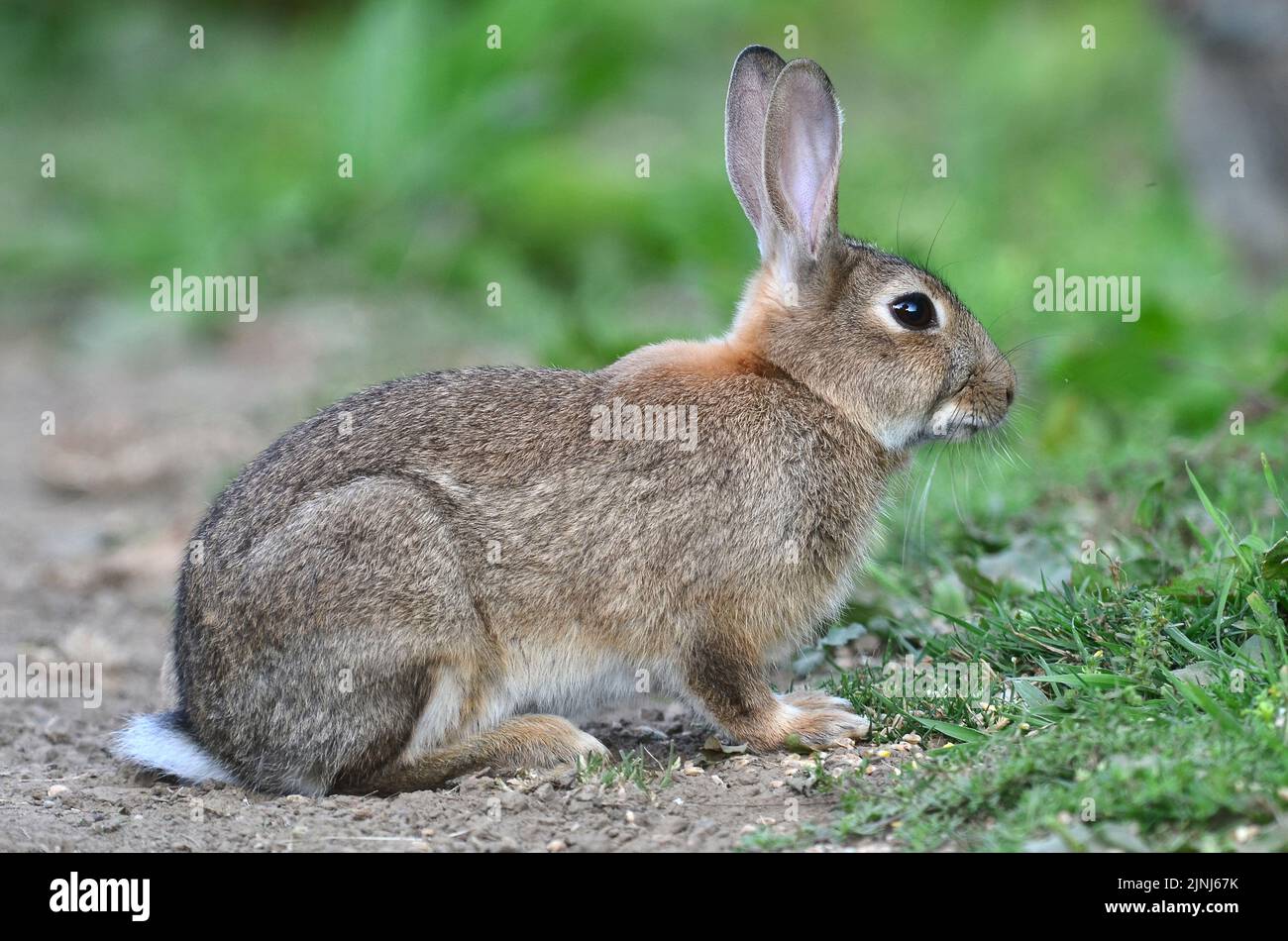 Wild common rabbit oryctolagus hi-res stock photography and images - Alamy