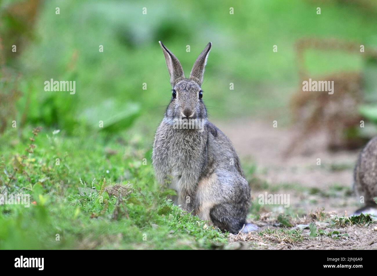 RABBIT Oryctolagus cuniculus Stock Photo - Alamy