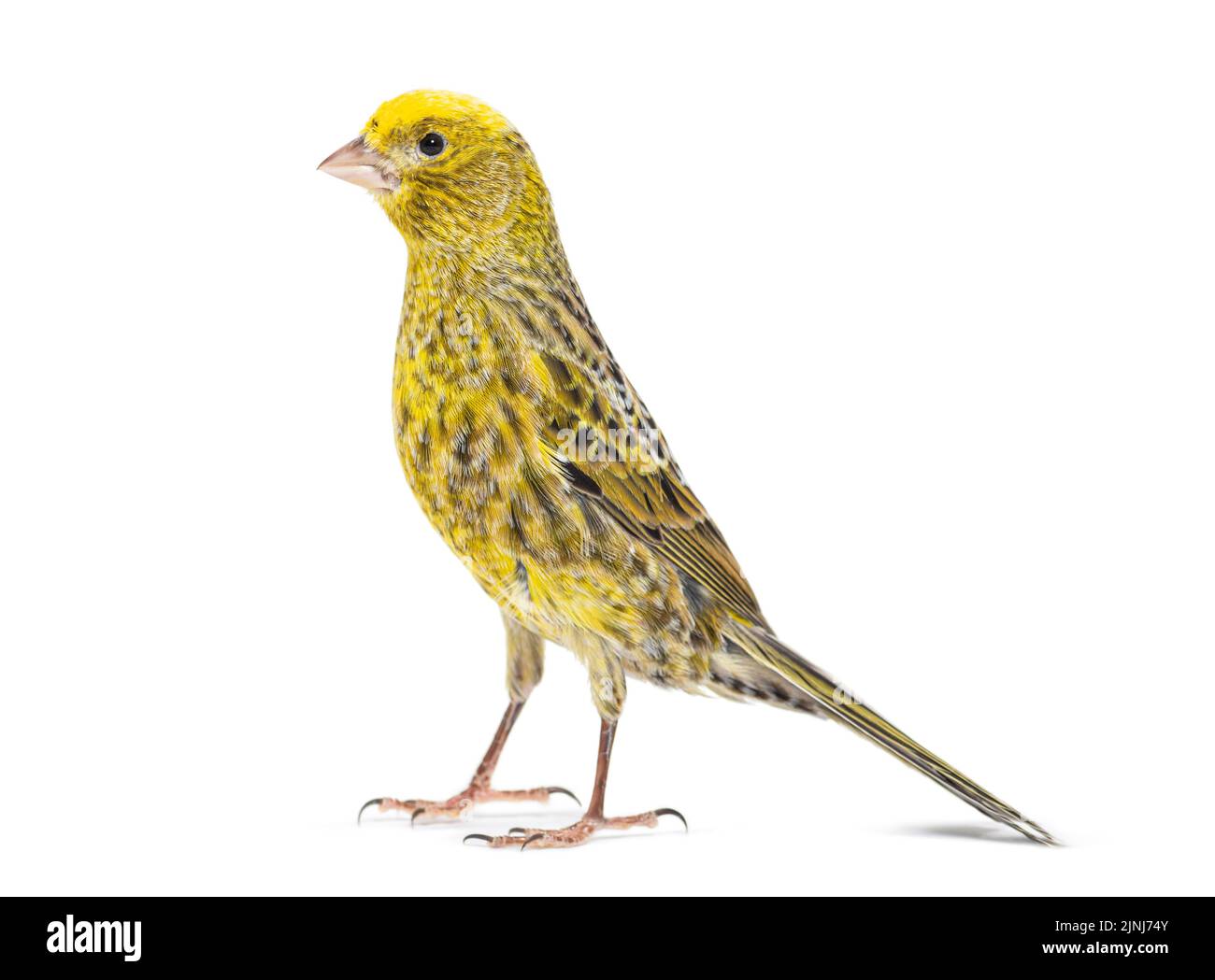 Canary standing - Lizzard mutation - isolated on white Stock Photo - Alamy