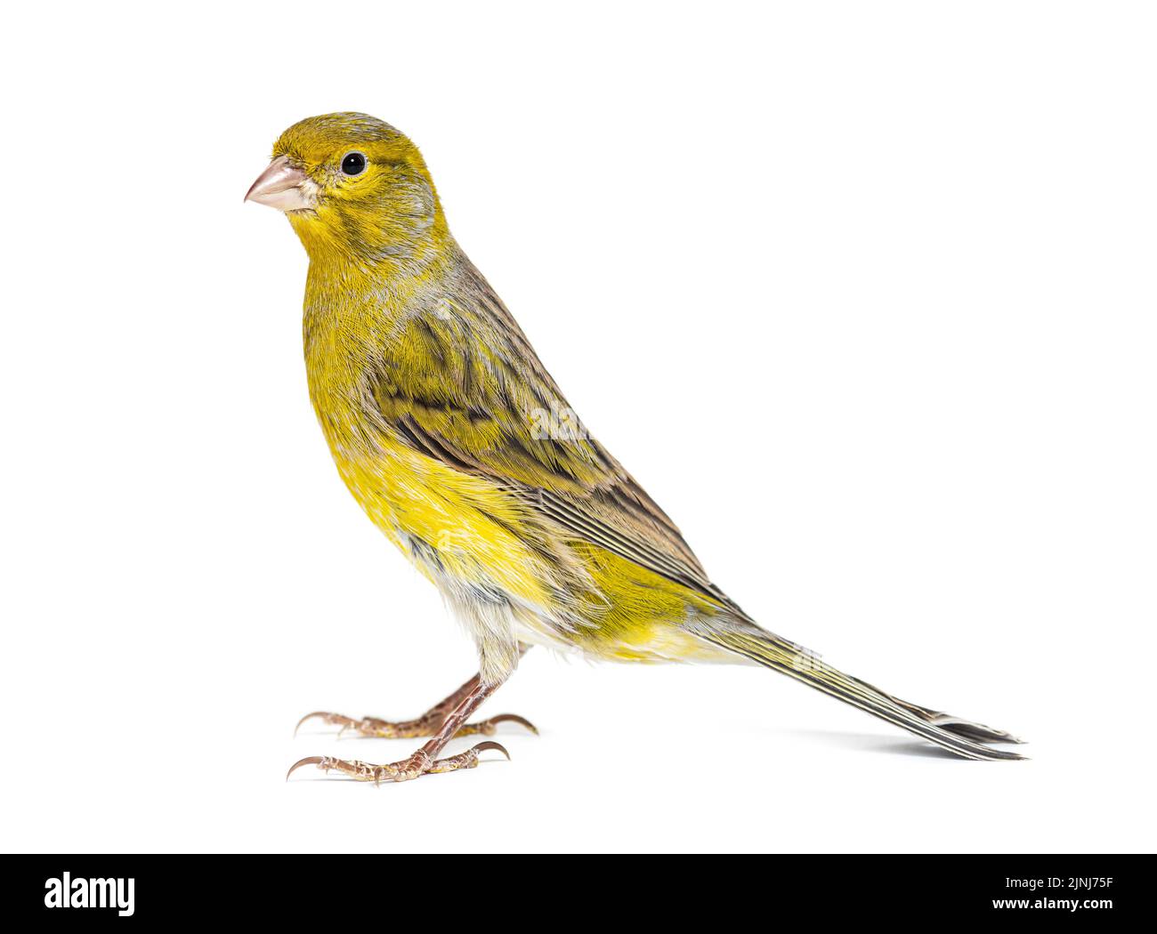 Side view portrait of a pied canary, isolated on white Stock Photo - Alamy