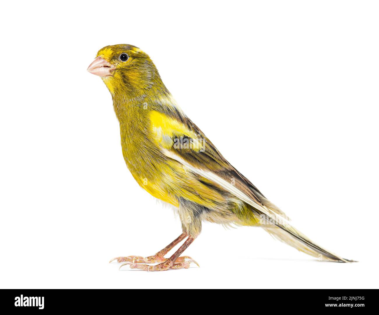 Side view portrait of a pied canary, isolated on white Stock Photo - Alamy