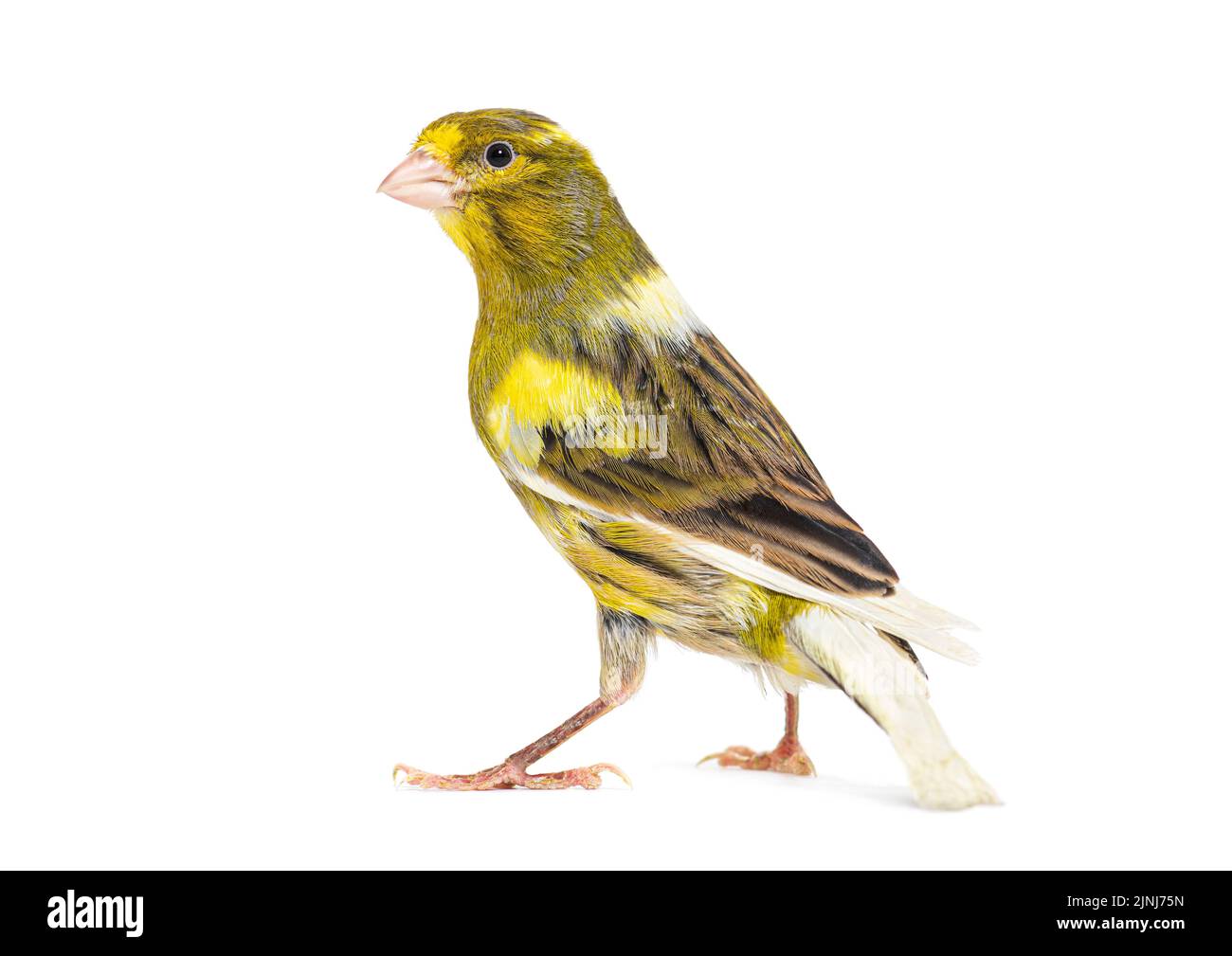 Back view of a pied canary looking at the camera isolated on white ...