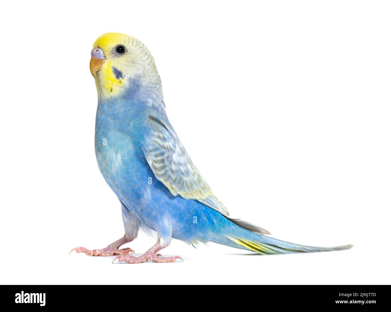 Rainbow Parakeet
