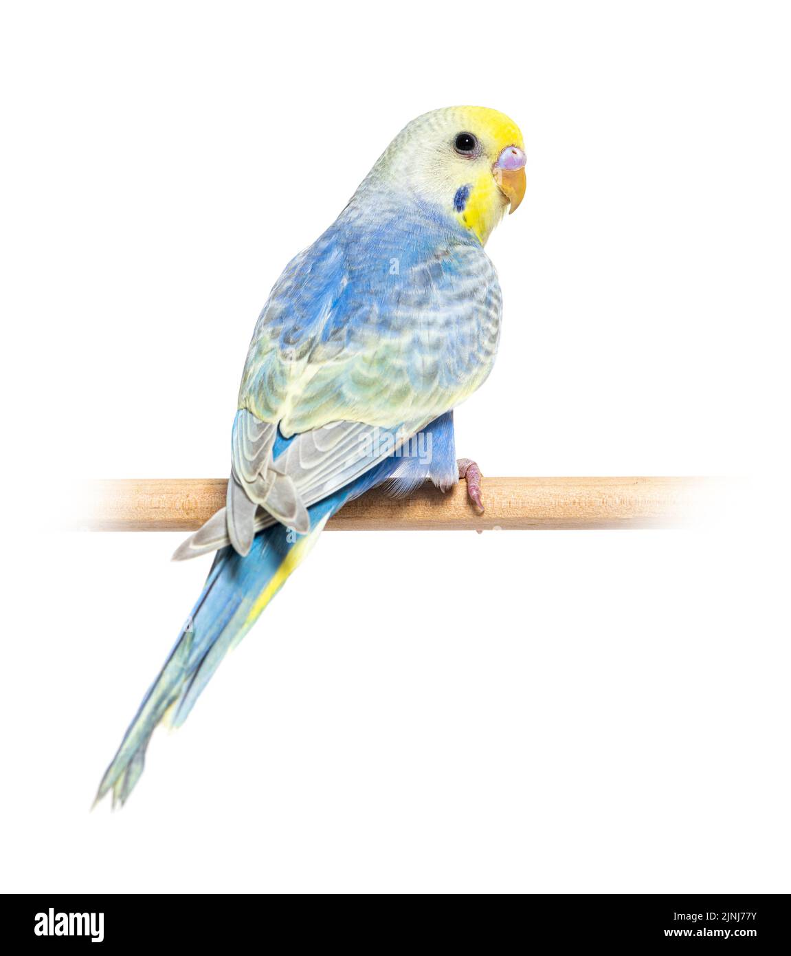 Back view of parakeet Cut Out Stock Images & Pictures - Alamy