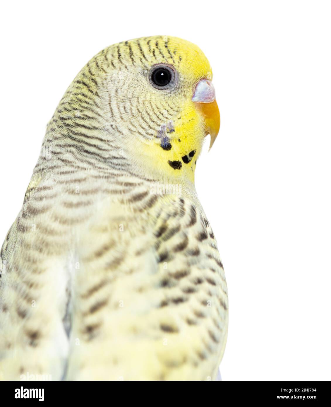 Portrait, head shot, grey rainbow Budgeriar isolated on white Stock ...