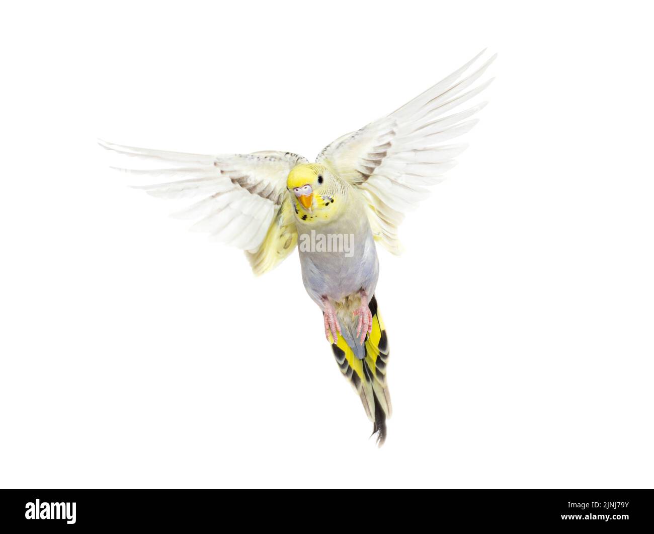 Blue Budgie Flying