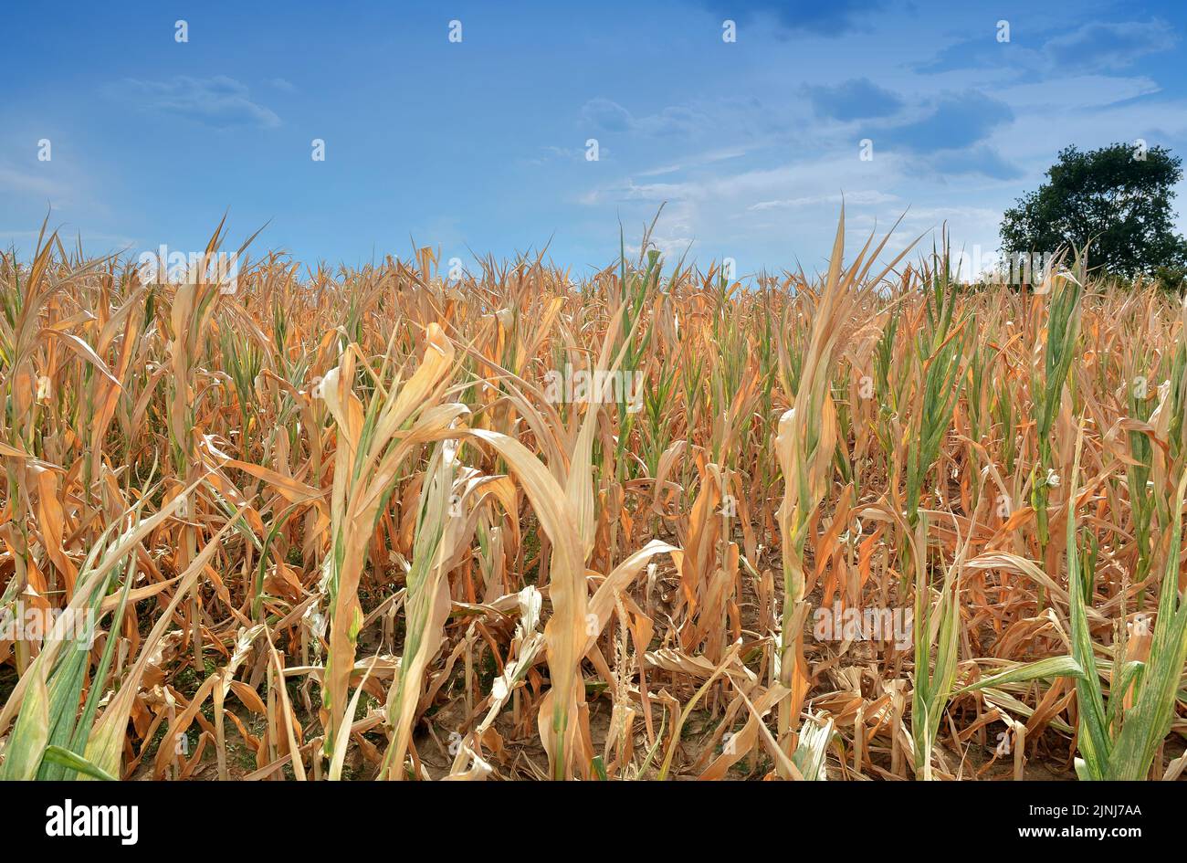Dry corn fields due to drought Stock Photo - Alamy