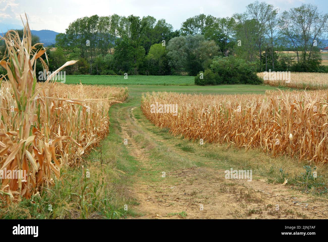 Dry corn fields due to drought Stock Photo - Alamy