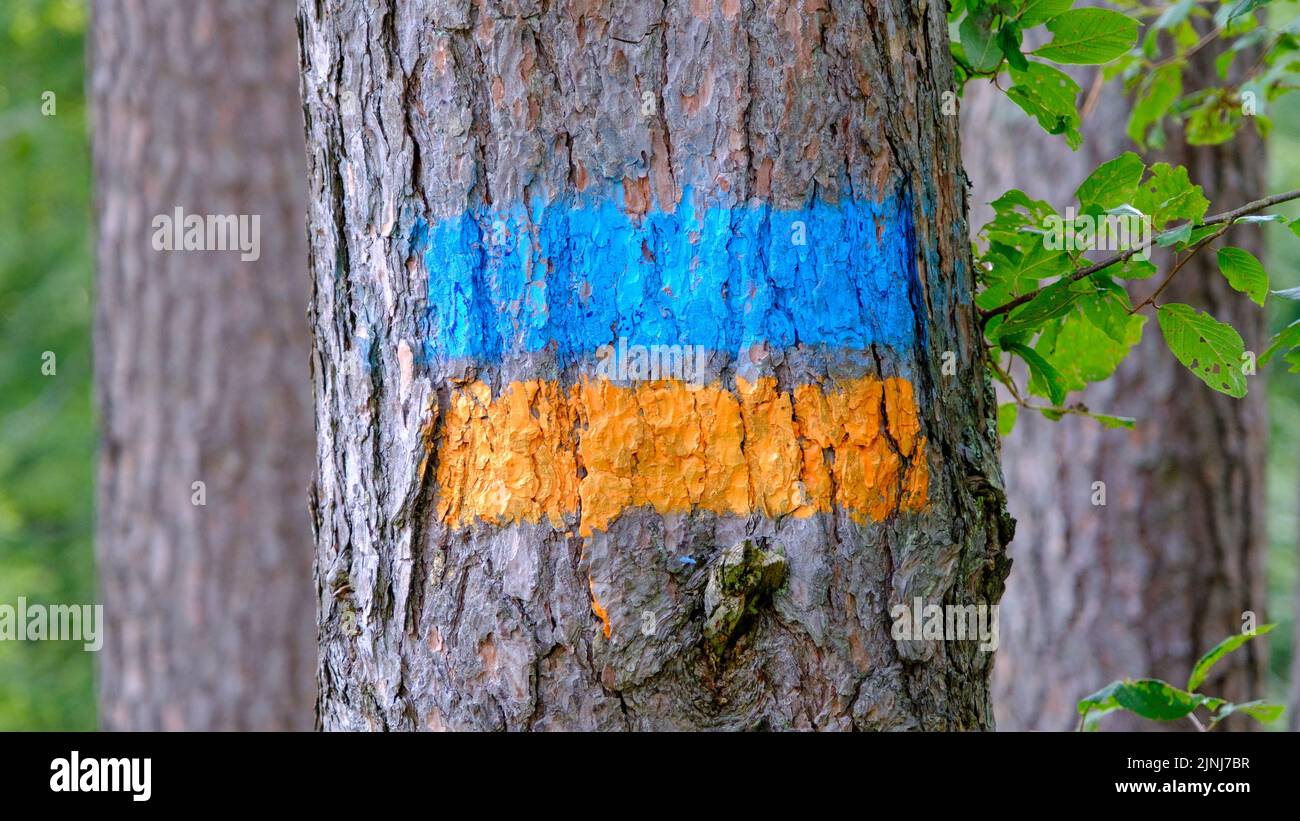 The marking of the tourist trail on the tree is yellow and blue Stock ...