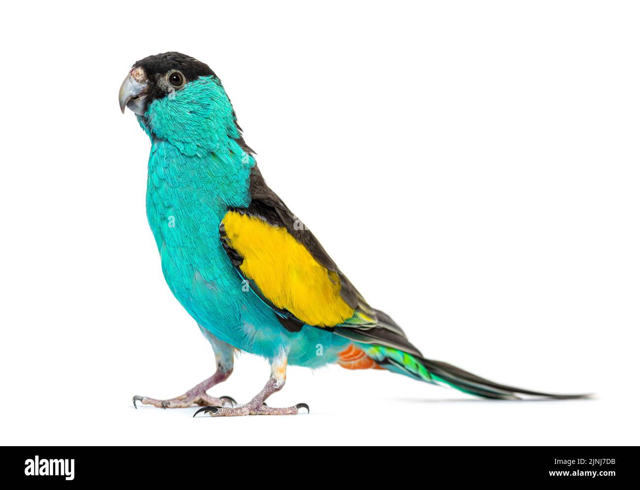 Hooded parrot, Psephotellus dissimilis, isolated on white Stock Photo ...