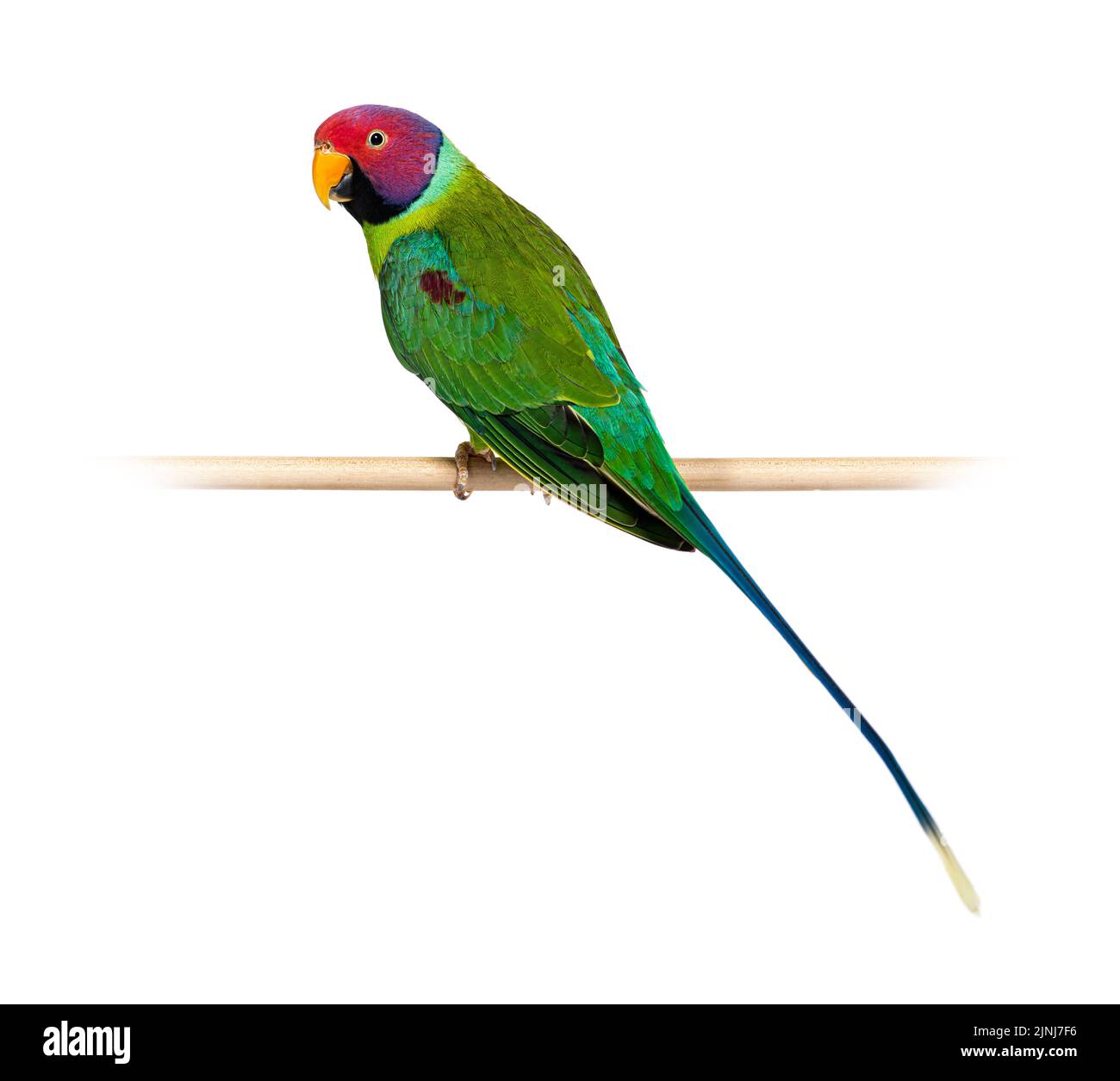 Back view of parakeet Cut Out Stock Images & Pictures - Alamy