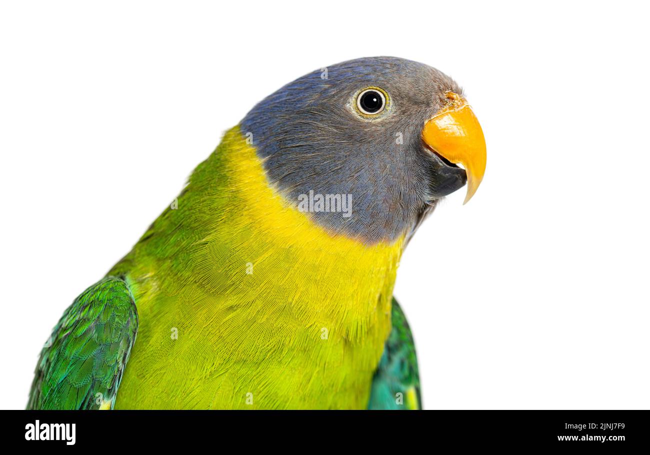Head shot of a Female Plum-headed parakeet looking at the camera ...