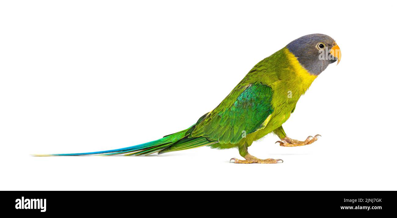 Side view of a Female Plum-headed parakeet walking, Psittacula ...