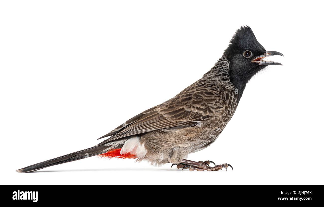 Red vented bulbul pycnonotus cafer hi-res stock photography and images ...