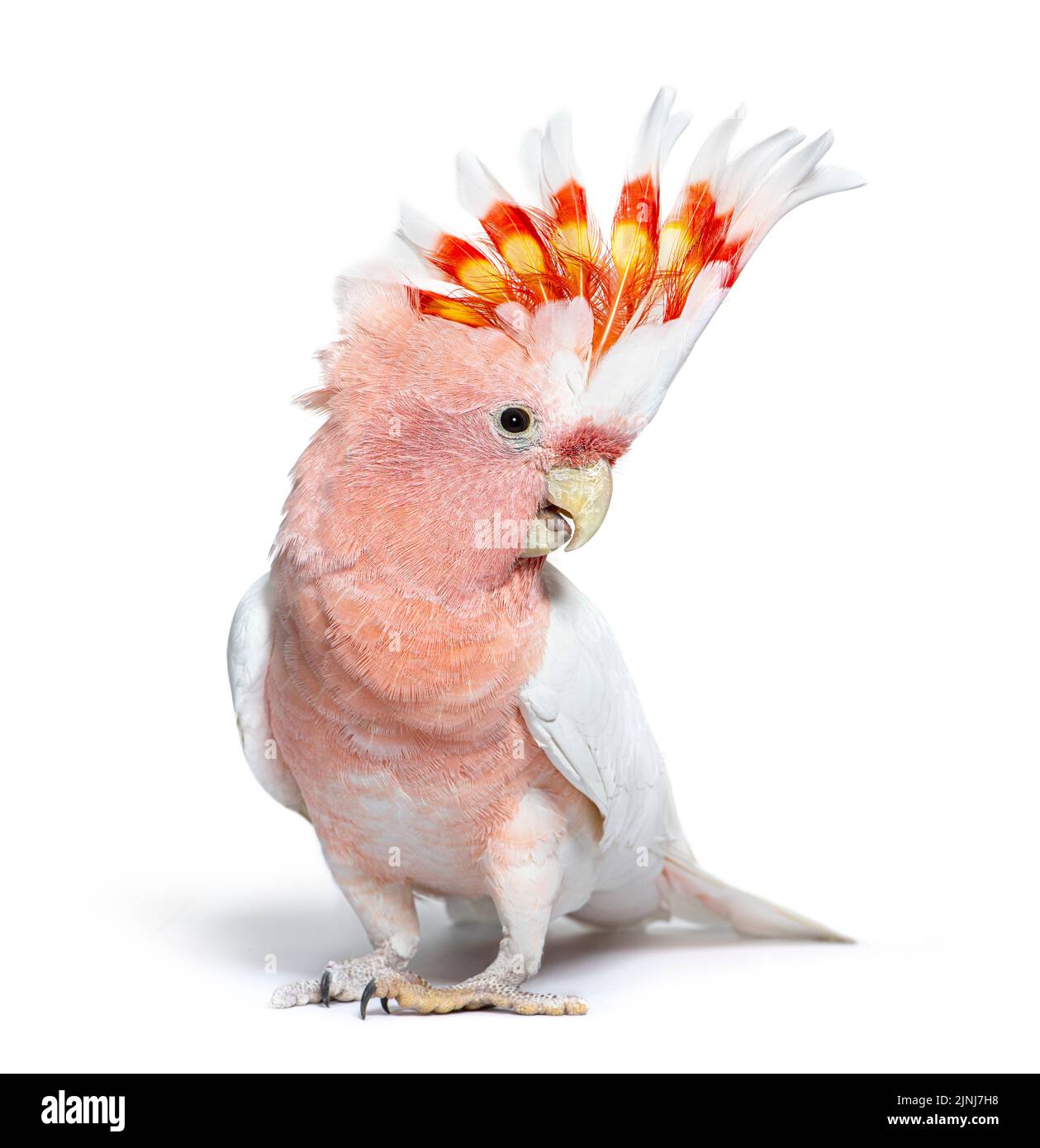 portrait of a crest spread Major Mitchell's cockatoo, Lophochroa ...