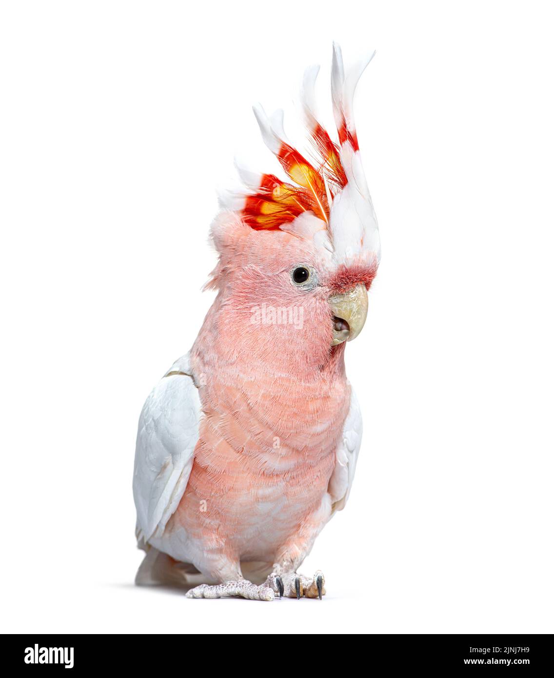 portrait of a crest spread Major Mitchell's cockatoo, Lophochroa ...