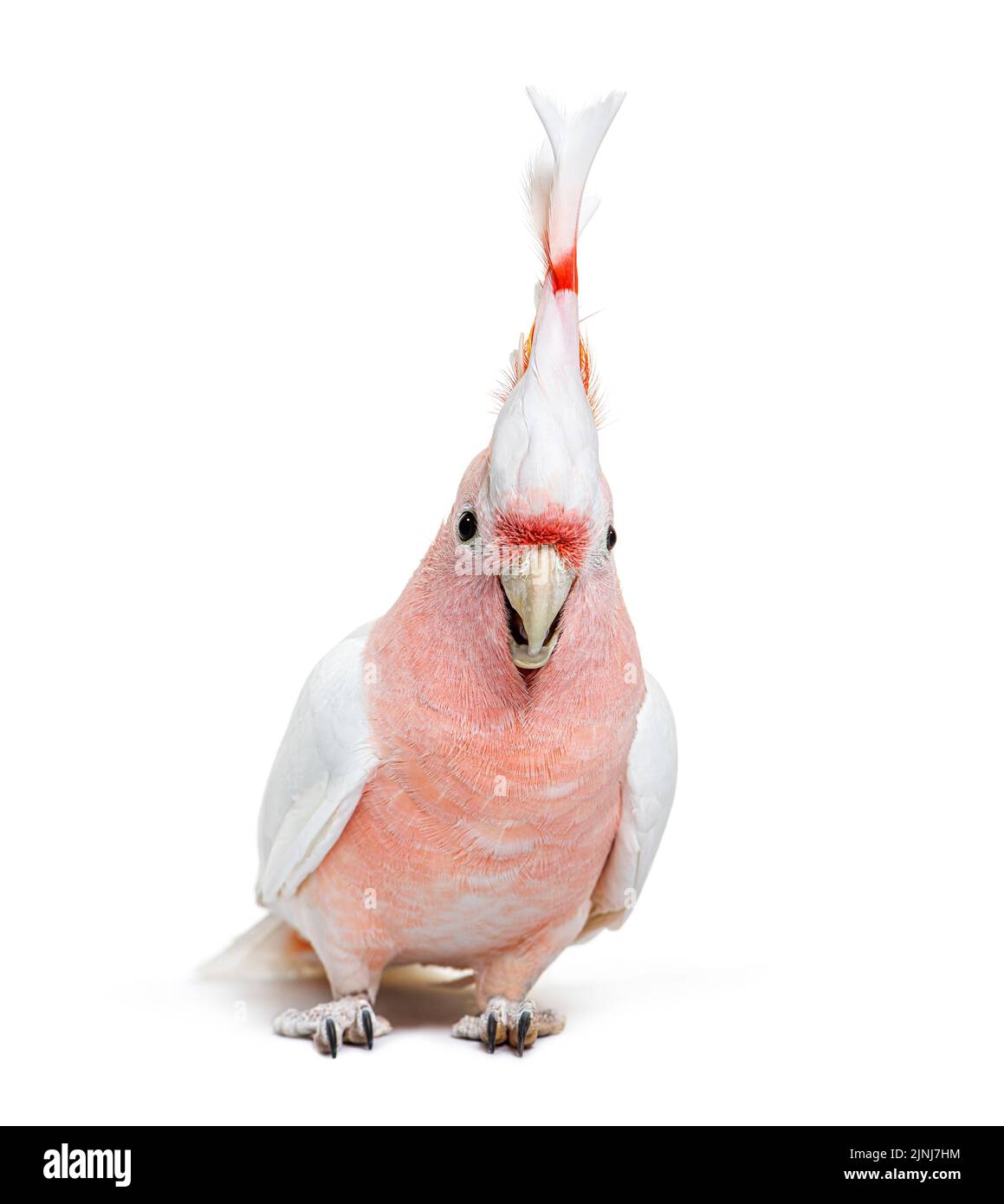 portrait of a crest spread Major Mitchell's cockatoo, Lophochroa ...