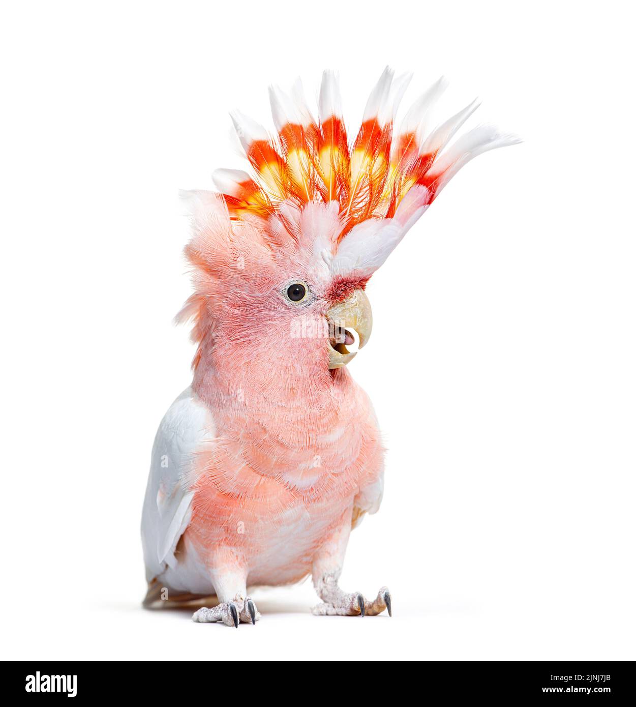 portrait of a crest spread Major Mitchell's cockatoo, Lophochroa ...
