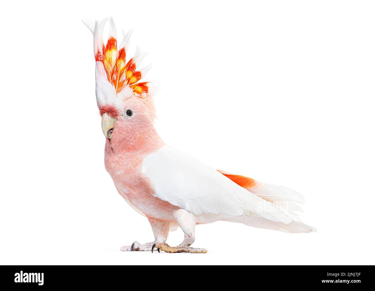 portrait of a crest spread Major Mitchell's cockatoo, Lophochroa ...