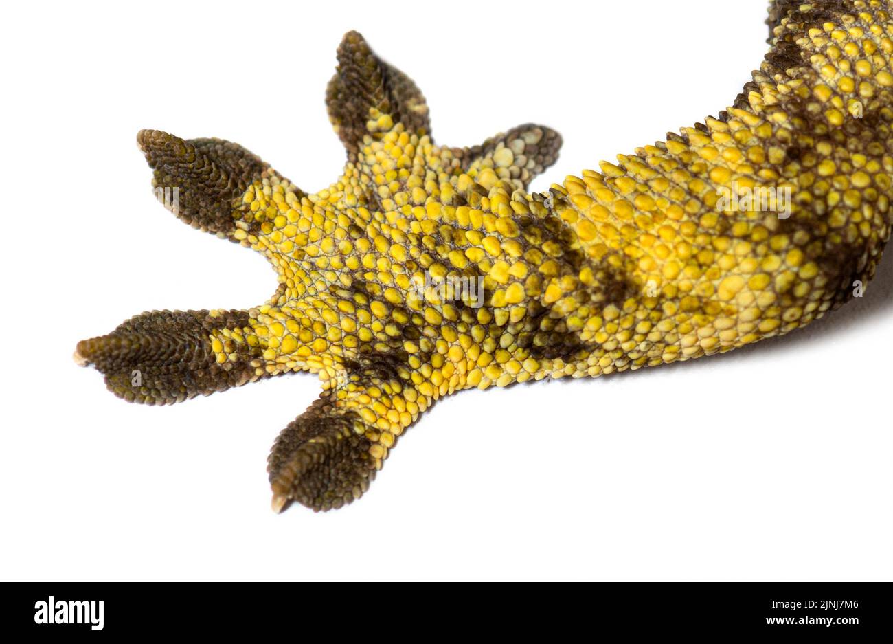 Legs and feet of a Crested gecko, Correlophus ciliatus Stock Photo - Alamy